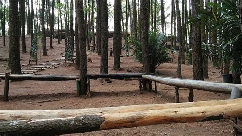 Imogiri Pine Forest Entrance Fee And Activities Idetrips