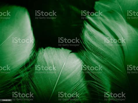 어두운 배경에 아름다운 추상파란색과 녹색 깃털 흰색 패턴과 녹색 배경 깃털 배경 녹색 배너에 부드러운 흰색 깃털 질감 검은색에 대한 스톡 사진 및 기타 이미지 Istock