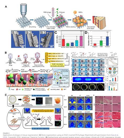 Figure 1 From Genetically Engineered Bacteriophages As Novel