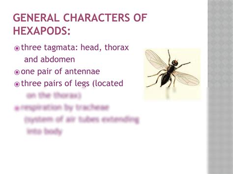Solution Subphylum Hexapoda Phylum Arthropoda Ppt Studypool