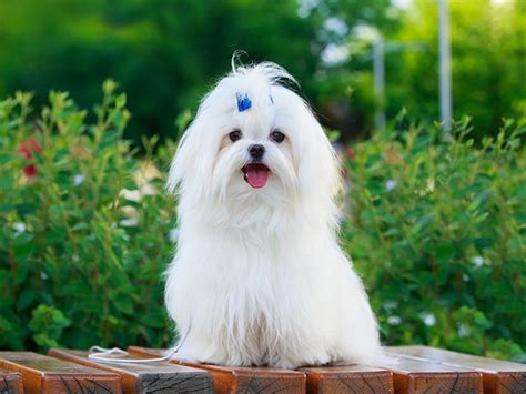 6 نژاد پرطرفدار سگ خانگی کوچک هیوا پت