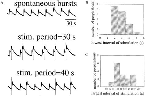 Effects Of High Period Stimulation Of Dr Fibers On Bursting Induced By