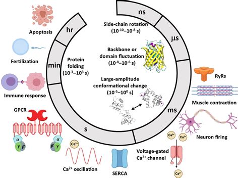 Multiple Time Scales Of Protein Motions And Ca²⁺ Dynamics Mediated By Download Scientific