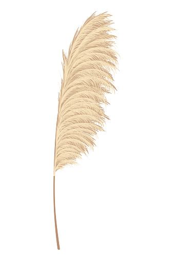 팜파스 잔디 가지 꽃꽂이 장식용 디스플레이 실내 장식 패브릭 프린트 벽지 웨딩 카드에 사용되는 마른 깃털 머리 깃털 보헤미안 스타일의 황금 장식 요소 억새 풀에 대한 스톡