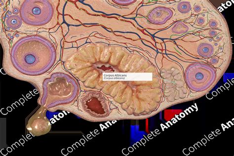 Corpus Albicans Complete Anatomy