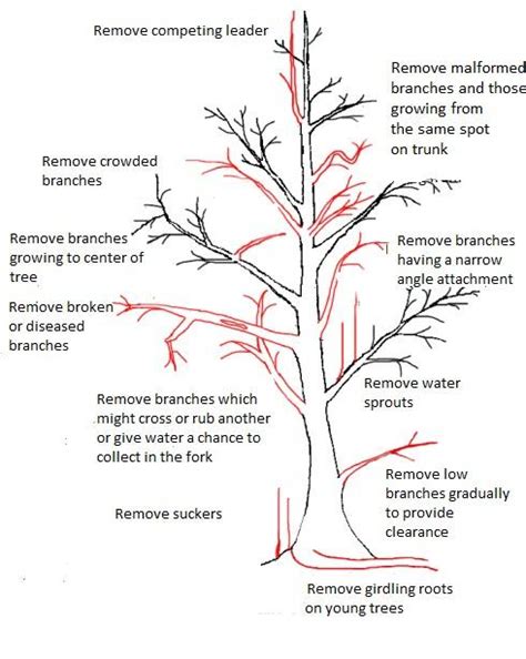 Pruning Trees In The Home Landscape University Of Maryland Extension