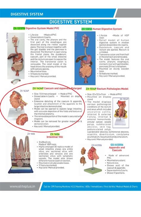 Zx 1434p Caecum And Appendix Enlarged At Rs 4700 Shivane Pune Id 2852557747630