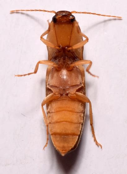 Conoderus Vespertinus Tobacco Wireworm Monocrepidius Vespertinus Bugguide Net