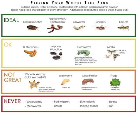 White Tree Frog Diet Food Chart And Feeding Guide Artofit