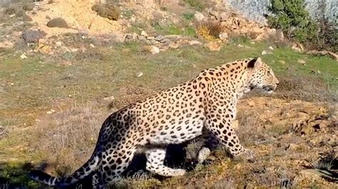 Watch Elusive Leopard Considered To Be Extinct Seen For The First