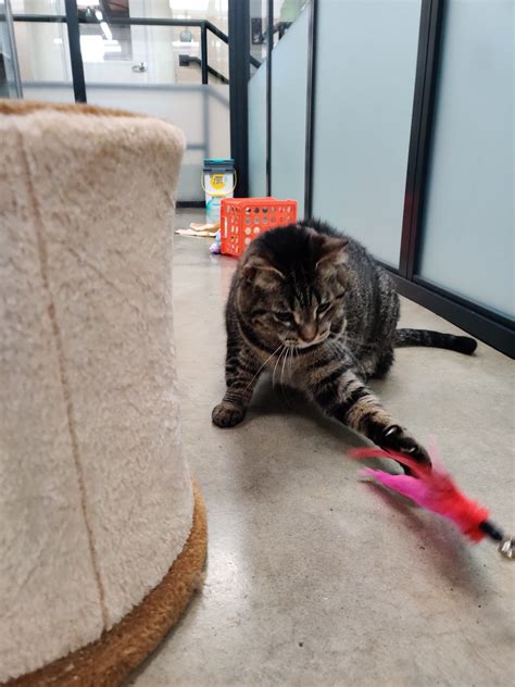 Chloe Camp Kitty Flickr