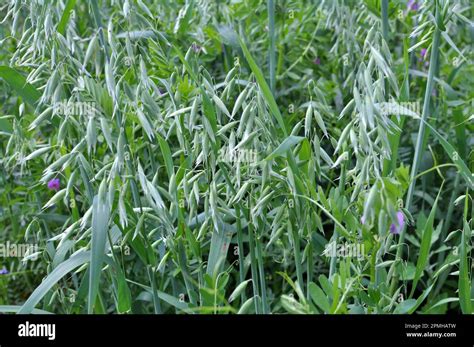 In A Mixture With Other Forage Grasses In The Field Grows Oats Stock