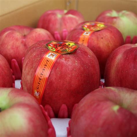 안동댁사과 홍로 사과선물세트 5kg 특대 11과내외 명품 추석 제수용 프리미엄 설 명절 고급 큰 제사 1629382360 사이소