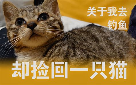 关于我去钓鱼却捡回一只猫 哔哩哔哩