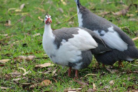 Pied Guinea Fowl Description Diet Coop And Breeding Information