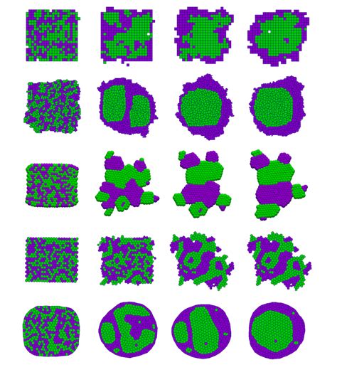 Simulations Of Cell Sorting Due To Differential Adhesion Snapshots Are Download Scientific