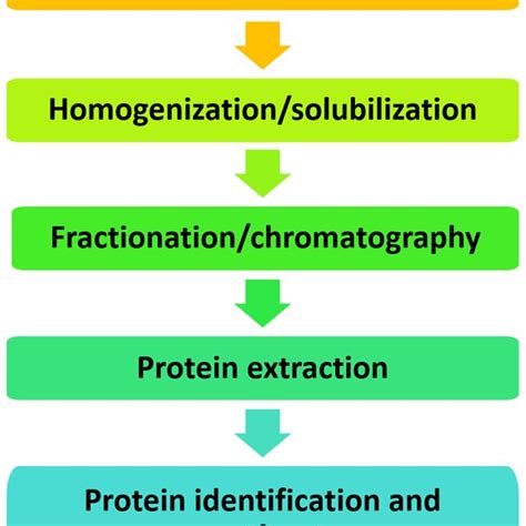 Steps Involved In Protein Extraction And Identification Using Different