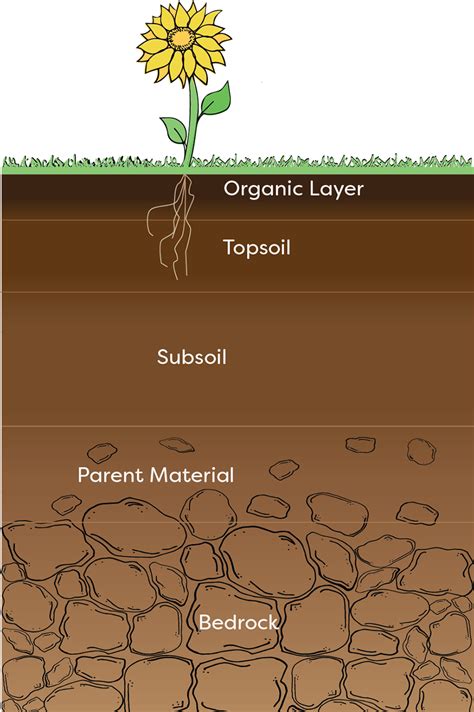 Layers Of Soil Topsoil Subsoil Bedrock