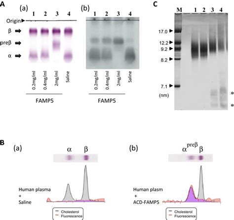 Effects Of Famp On Pre‐β Hdl Formation In Vitro A Famp5 02 To 20 Download Scientific