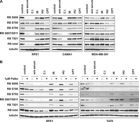 Figure 1 From A Code Of Mono Phosphorylation Modulates The Function Of