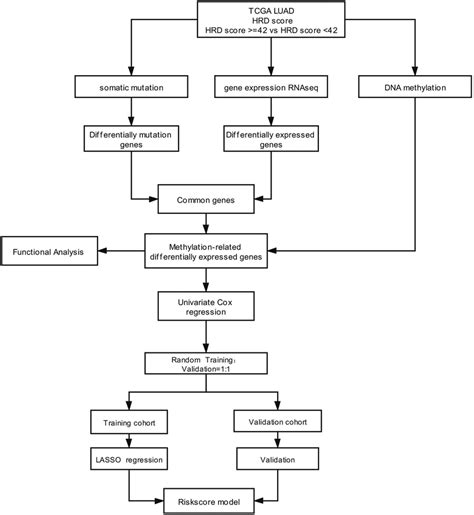 workflow for the identification of a methylation‐associated