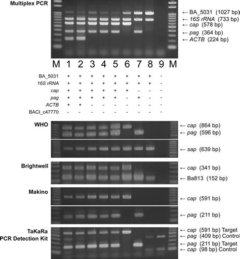 Comparison Of The Specificity Of Multiplex Pcr And Those Of Existing