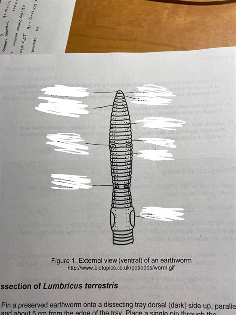 Diagram Of Phylum Annelida Quizlet