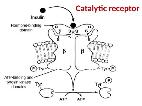 Structure And Functions Of Biomembranes Cell Structure