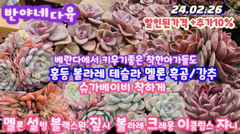 반야네다육3세일가추가10할인2포트5천짤부터 베란다에서 키우기좋은사이즈 블랙스완설빙홍등 흑곰금이클립스젤리짚시크레옹테슬라브레들리등 Youtube