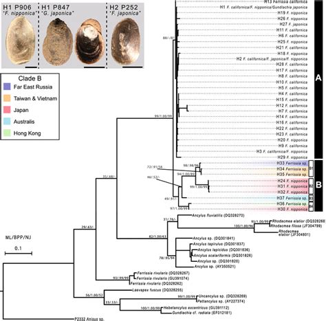 Maximum Likelihood Tree Of 566 Bp Of Mitochondrial Co1 Genes For 141