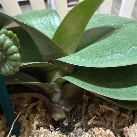 Rare Micro Mini Dendrobium Species Dendrobium Hekouense Etsy