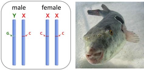 A Single Snip Determines Sex — A Trans Species Missense Snp Is
