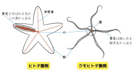 【磯の生き物図鑑】クモヒトデ棘皮動物｜ひとでちゃん サイエンスコミュニケーター