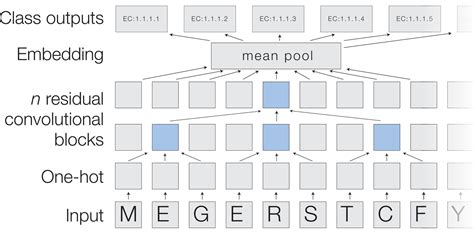Proteinfer Deep Neural Networks For Protein Functional Inference Elife