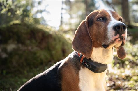 Carl Von Eckermann On Linkedin Natlink Hunttech Tracker Wehunt Gps