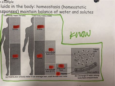 AP Lecture Exam1 Chapter A Diagram Quizlet
