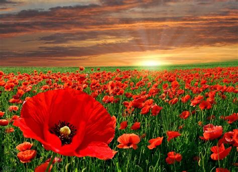 Enqis Blogi გაზაფხულის პეიზაჟები