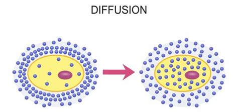 Types Of Passive Transport Plus Vital Facts Nayturr