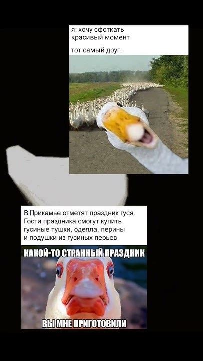 мемы про гусей 1 Youtube