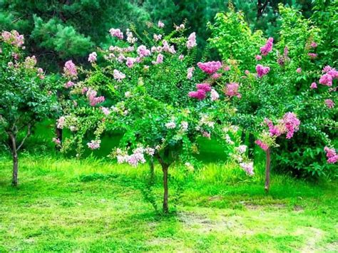 How Deep Are Crepe Myrtle Roots Are They Invasive LeafyJournal