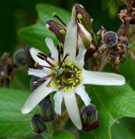 Passiflora Incarnata Maypop Seeds