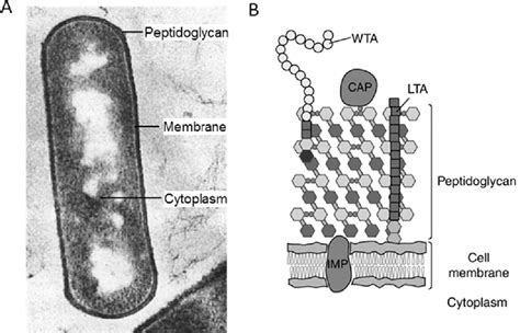 Figure 1 2 From Bacillus Subtilis Extracytoplasmic Function Sigma Factors Control Antibiotic
