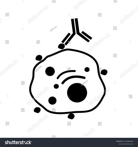 55 Cell Surface Marker Stock Vectors And Vector Art Shutterstock