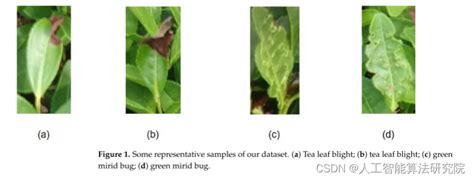英文论文（sci）解读复现【no 12】yolo tea yolov5改进的茶叶病害检测模型 yolo tla csdn博客