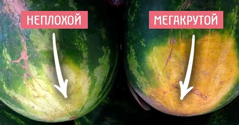 Как выбрать арбуз - Со Вкусом
