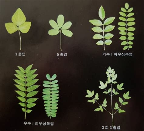 그림으로 보는 식물의 부위별 형태 와 식물 용어 해설 네이버 블로그