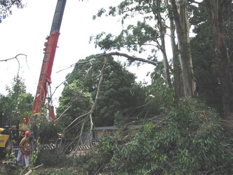 Hazardous Tree Landscapes By Design