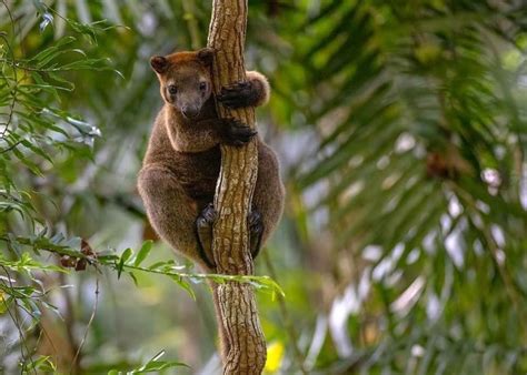 Gondwana Rainforest Trust Visit Port Douglas Daintree