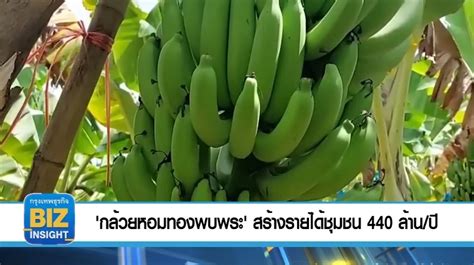 กล้วยหอมทองพบพระ สร้างราย ได้ชุมชน 440 ล้าน ปี