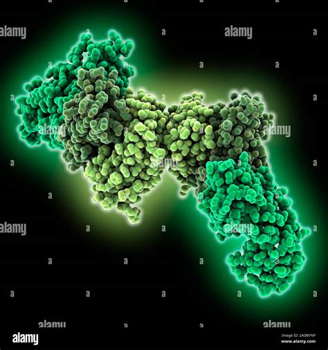 Ebola Virus Vp40 Matrix Protein Computer Model Showing The Hexameric Structure Of Ebola Vp40